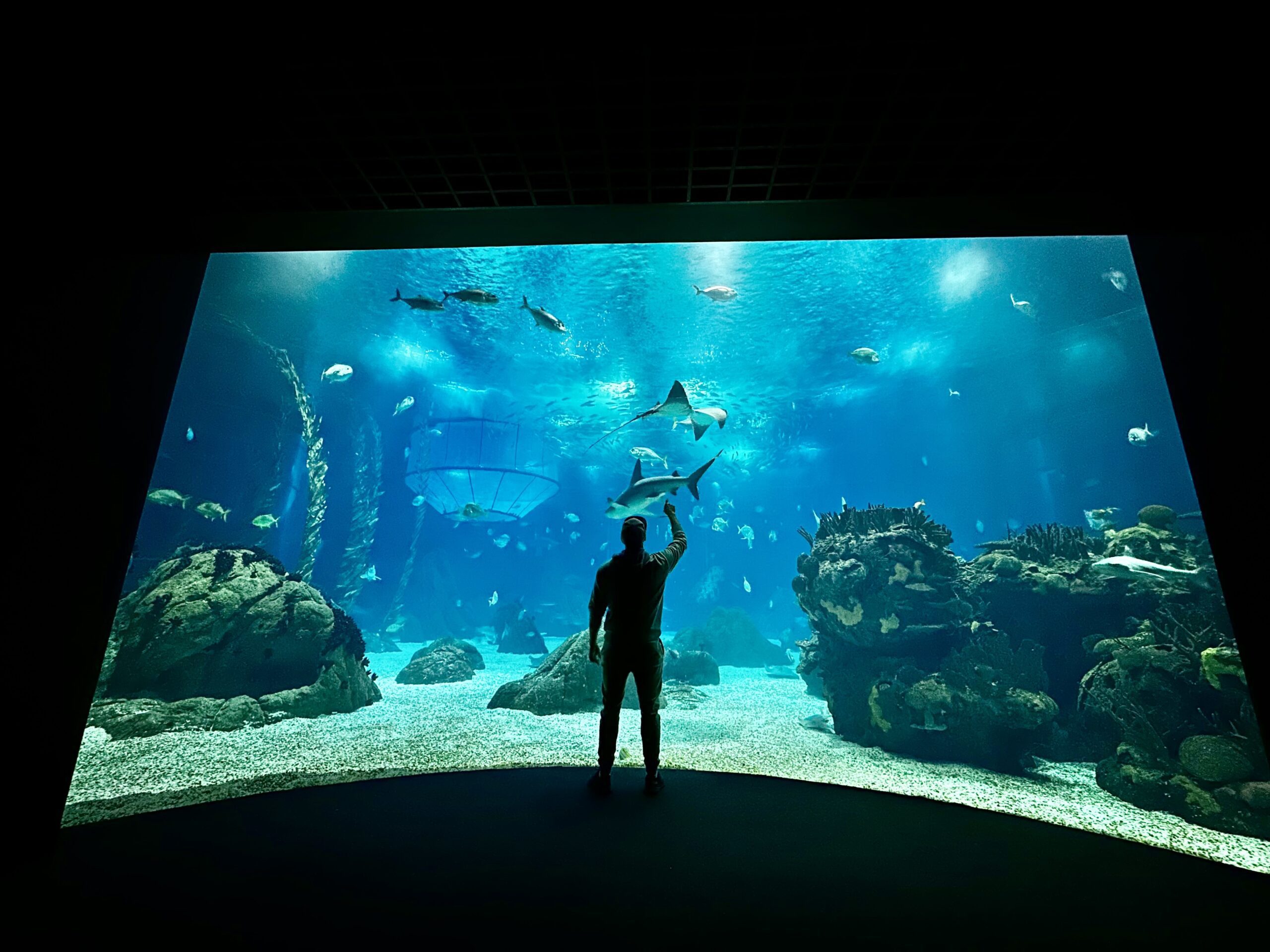 Oceanarium w Lizbonie dlaczego warto odwiedzić? Bilety, dojazd